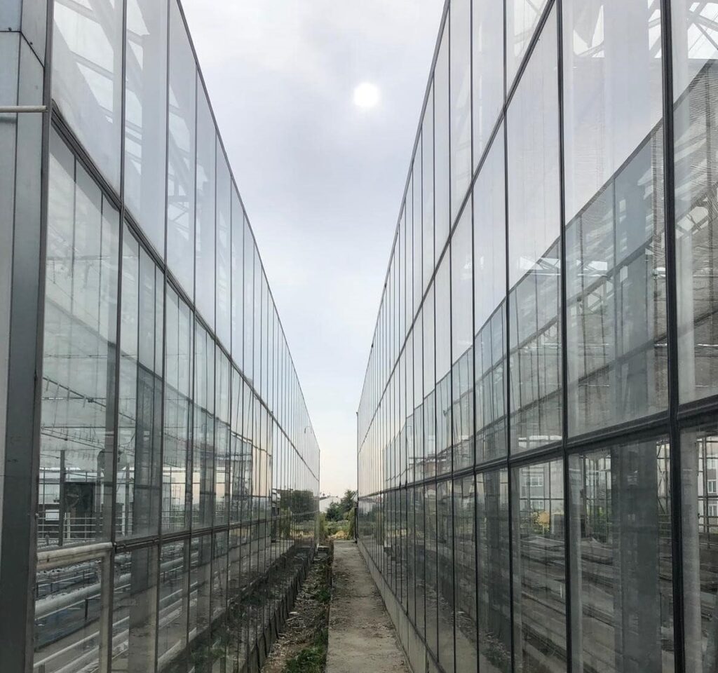 Venlo Type Glass Greenhouse – Turnkey Greenhouse Systems